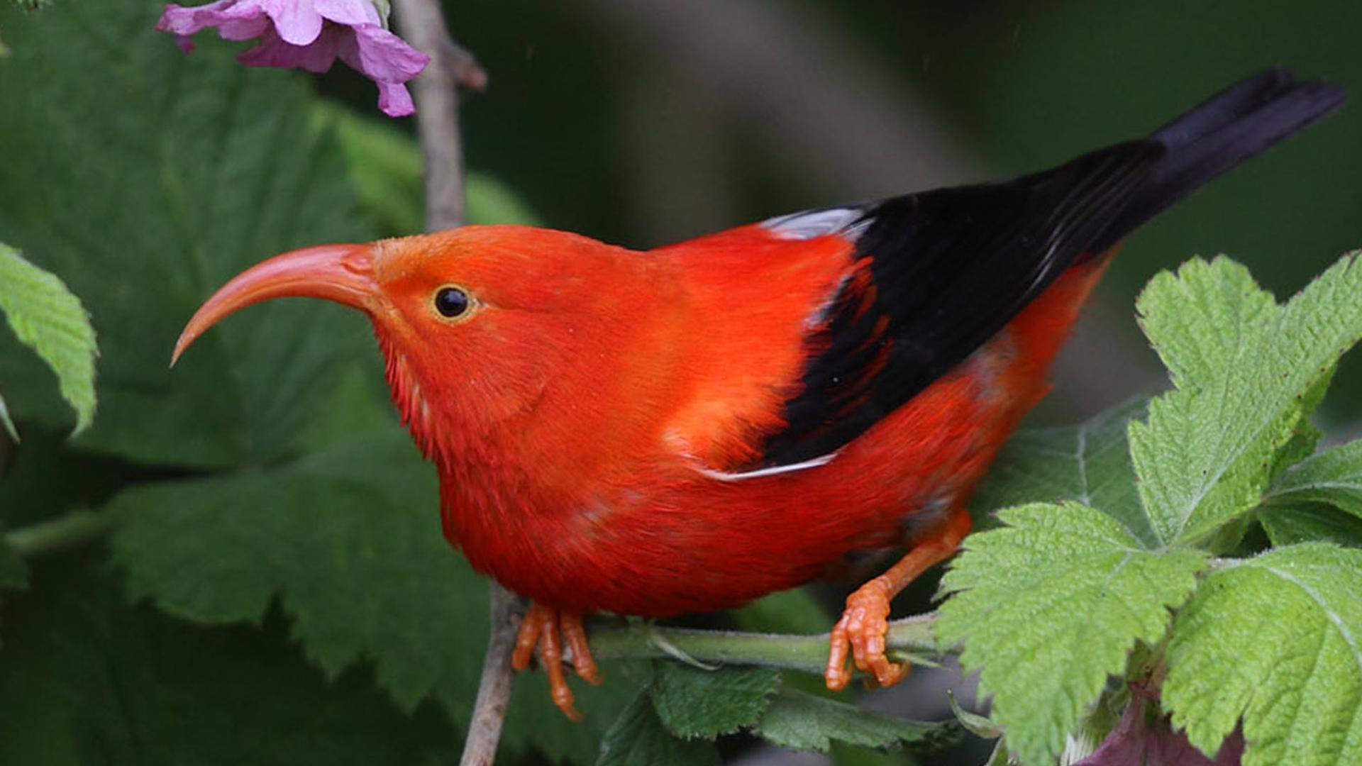Mānoa: Biodiversity of islands in peril, scientists warn | University ...